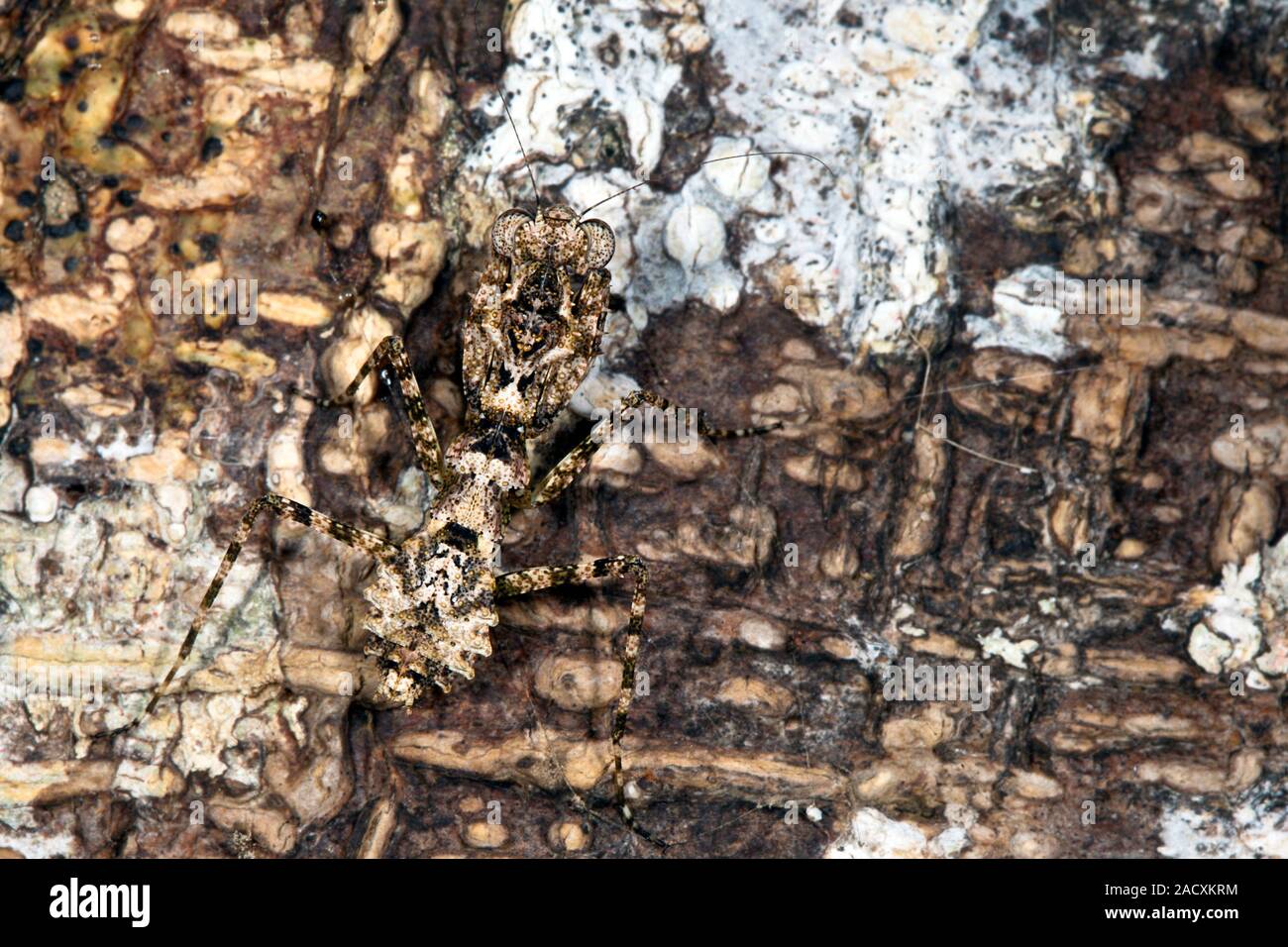 Praying mantis (order Mantodea) camouflaged against tree bark ...