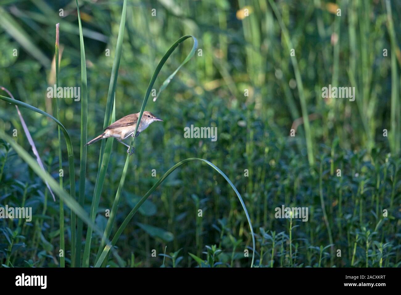 Reed warblers hi-res stock photography and images - Alamy