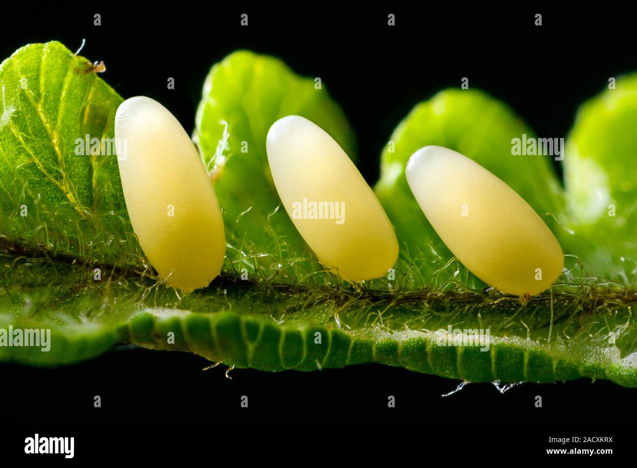 Blue mint beetle (Chrysolina coerulans) eggs. Photographed in Normandy ...
