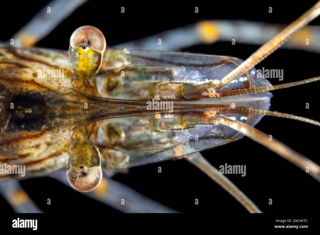 Common prawn (Palaemon serratus) head. Specimen collected on the Isle ...