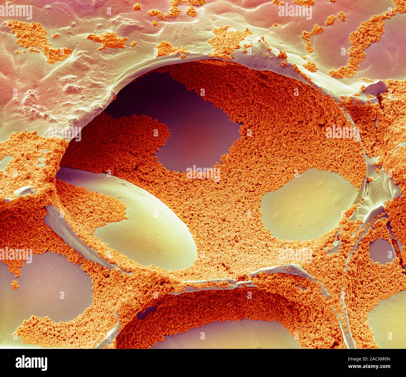 Electronic ink. Coloured scanning electron micrograph (SEM) of ...