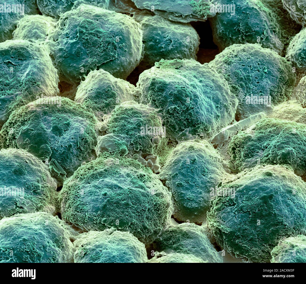Lithium-ion crystals, coloured scanning electron microscope (SEM ...
