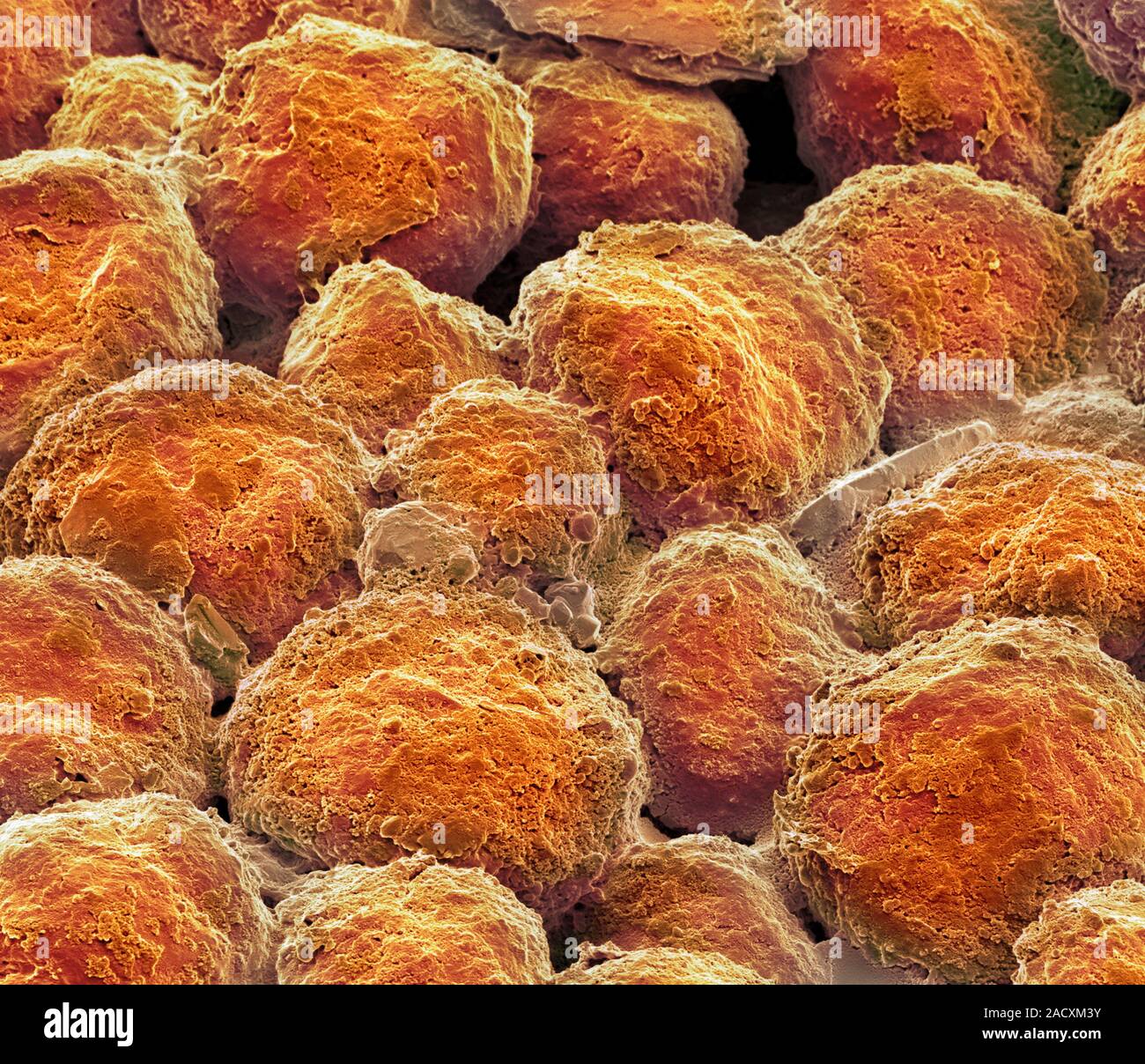 Lithium-ion crystals, coloured scanning electron microscope (SEM ...
