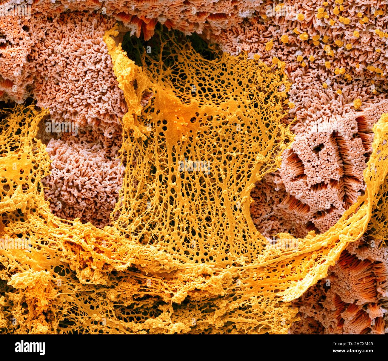Mucin secretion in the small gut, coloured electron micrograph (SEM ...