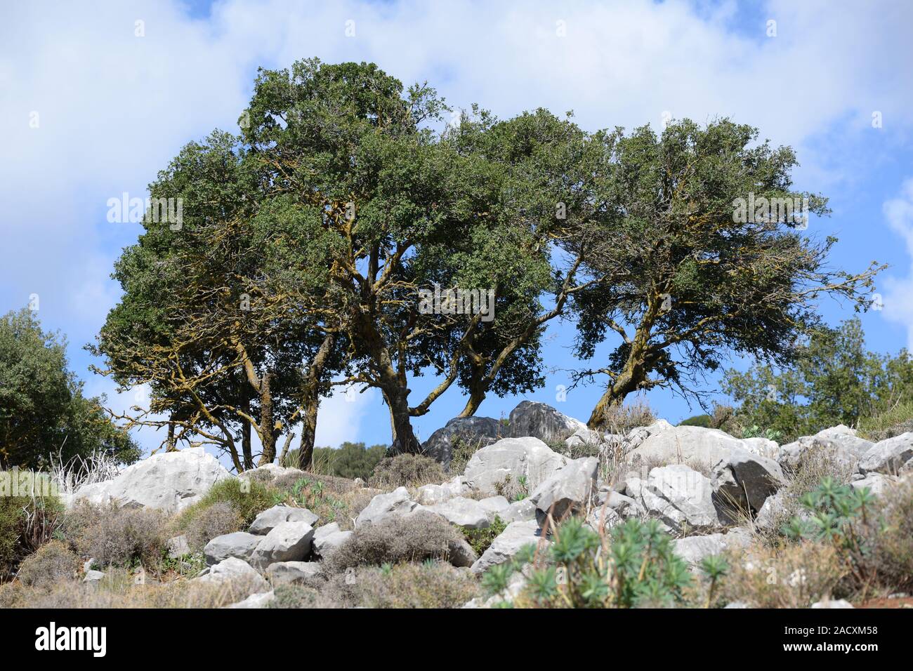 Trees on Crete Stock Photo - Alamy