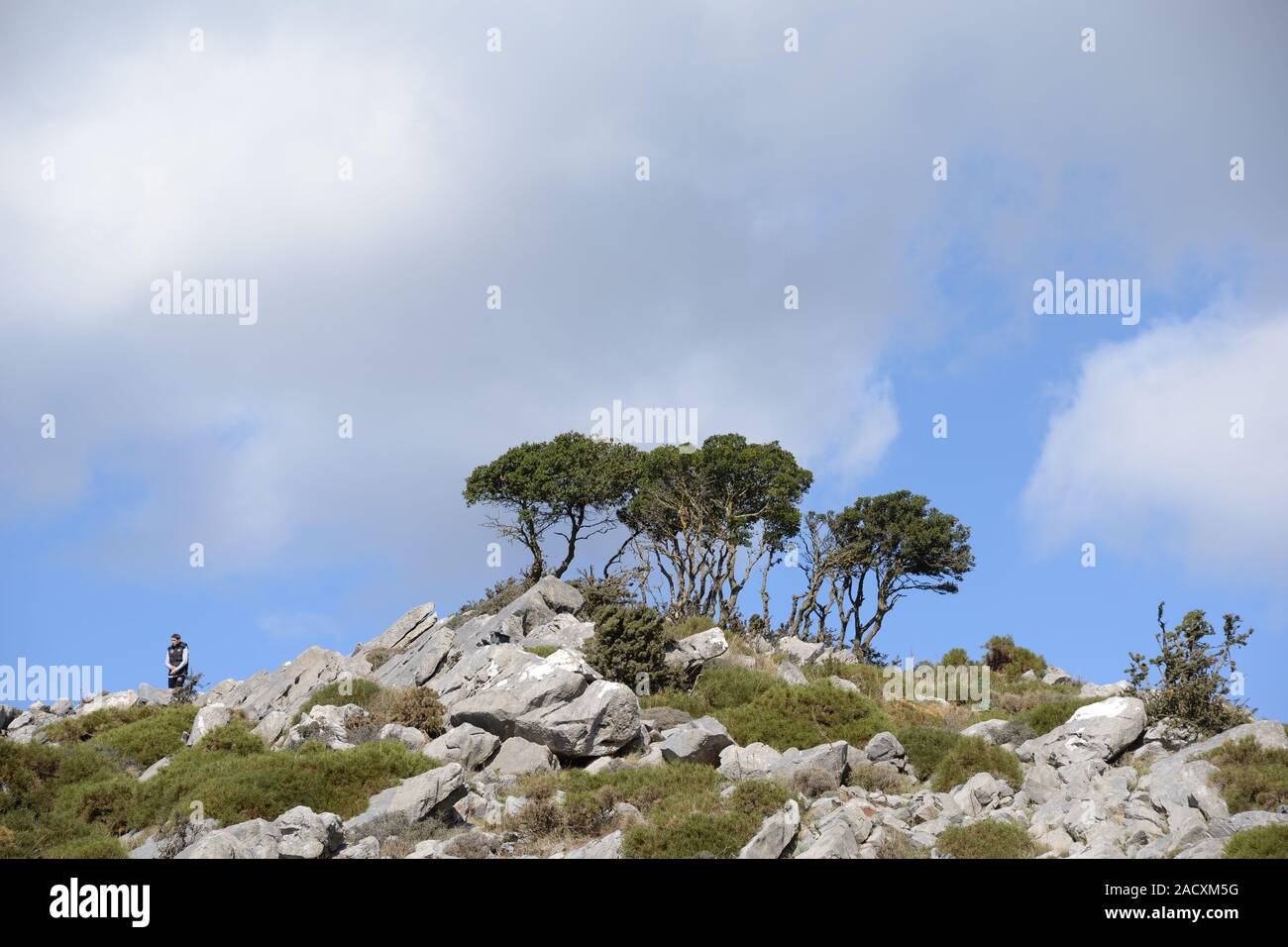 Trees on Crete Stock Photo - Alamy