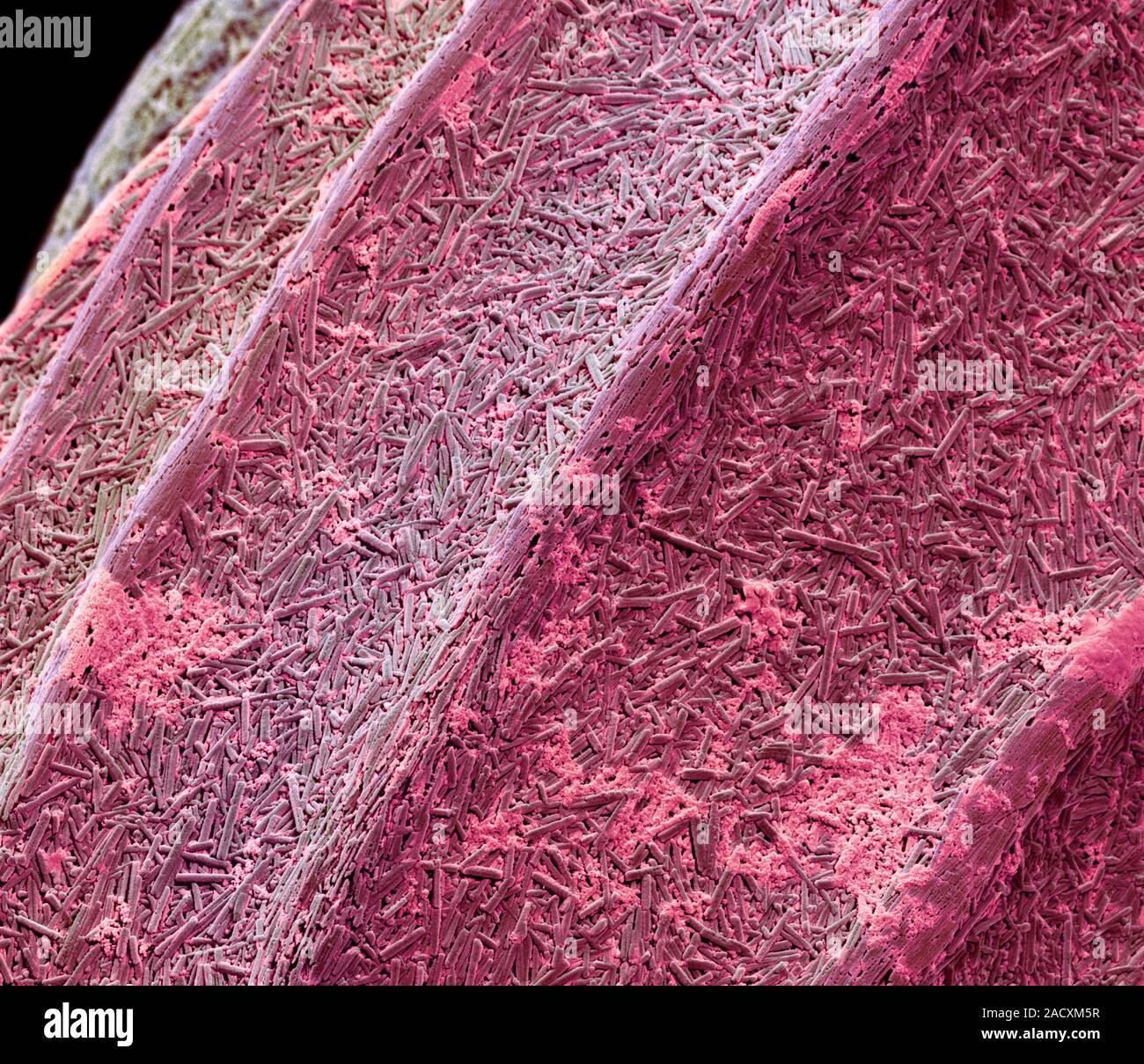 Foraminiferan test, coloured electron micrograph (SEM) of the high ...