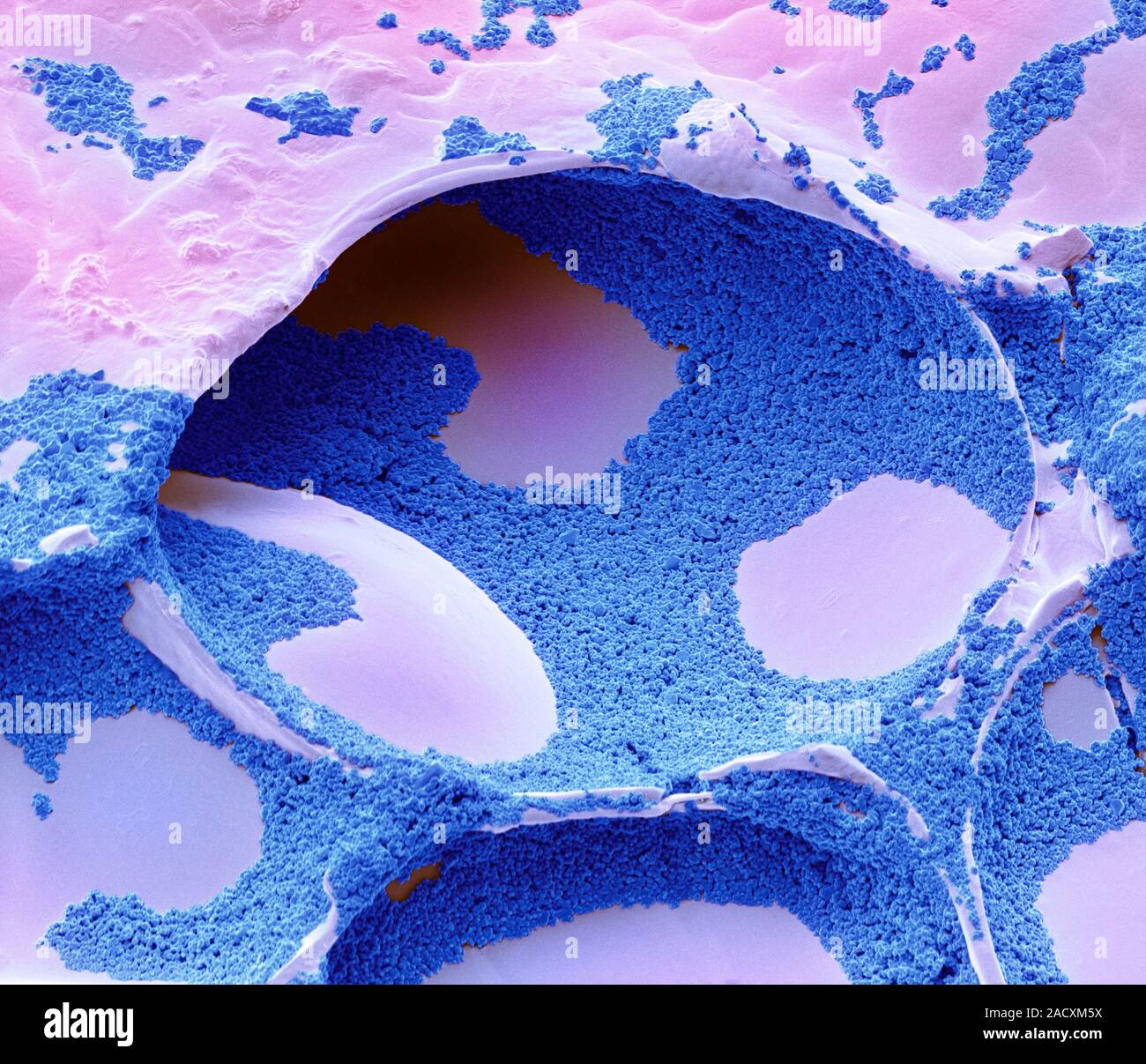 Electronic ink. Coloured scanning electron micrograph (SEM) of ...