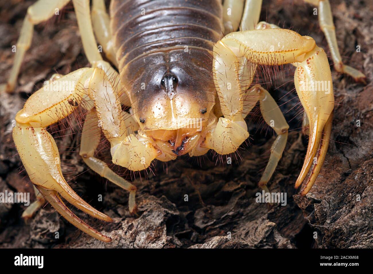 Giant desert hairy scorpion (Hadrurus arizonensis Stock Photo - Alamy