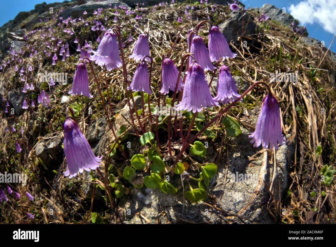 Dwarf Snowbell (Soldanella pusilla) flowers on amountainside ...