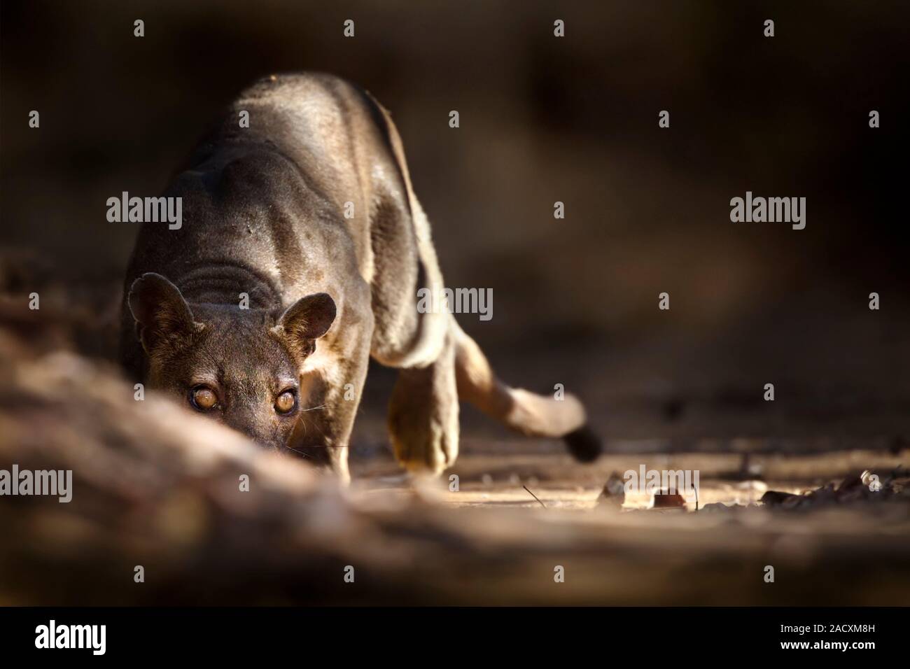 Adult male fossa (Cryptoprocta ferox). Photographed in Kirindy Forest ...