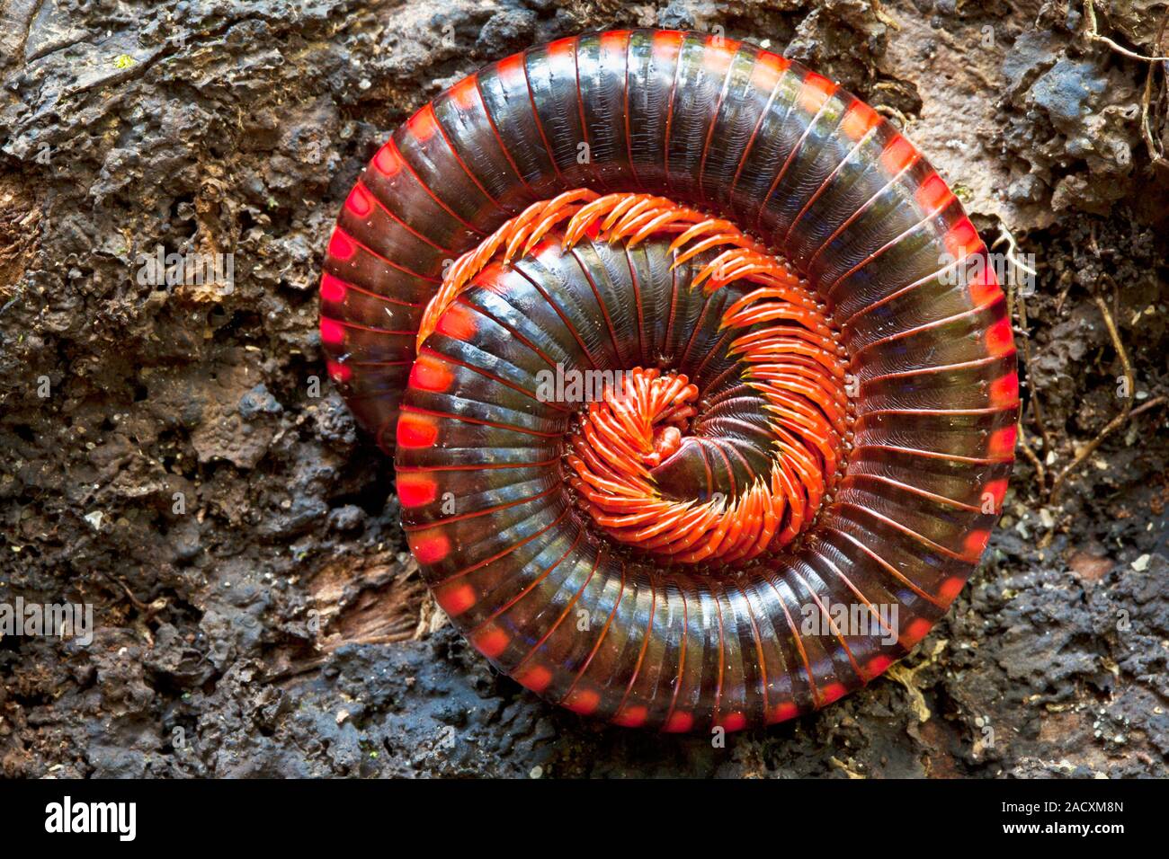 Giant fire millipede (Aphistogoniulus sp.) coiled in defence ...