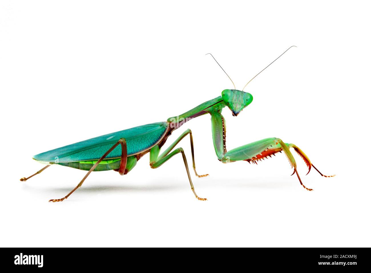 Female Australian giant rainforest mantis (Hierodula majuscula Stock ...