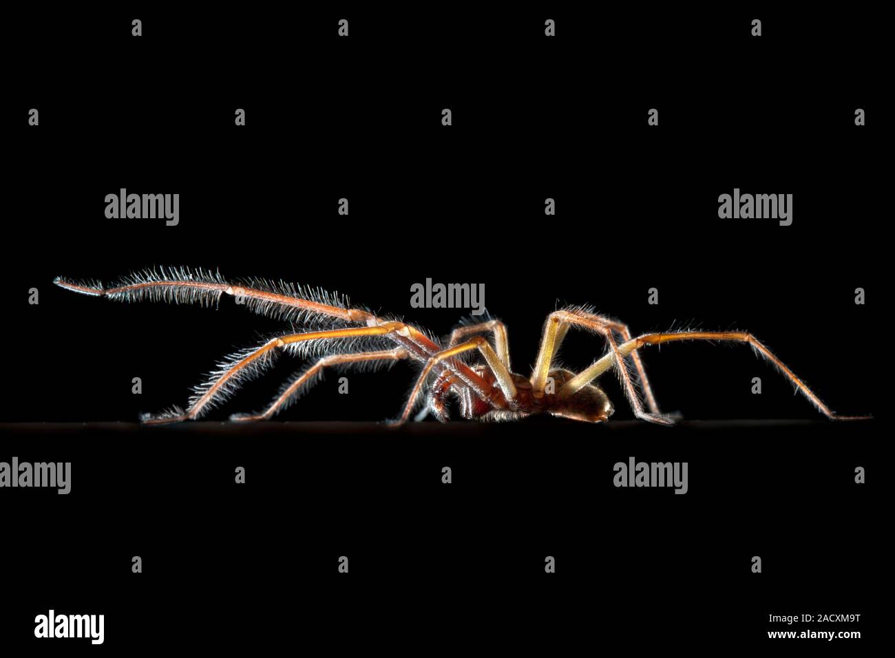 Male house spider (Tegenaria domestica) walking Stock Photo - Alamy