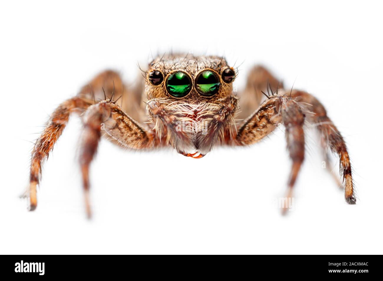 Jumping spider (family Salticidae). This specimen was collected in ...