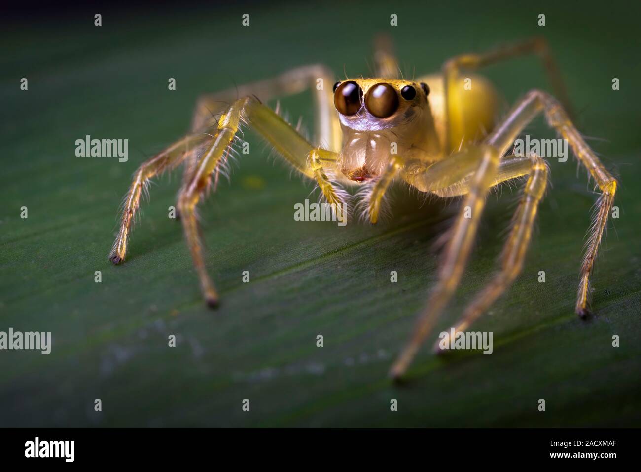 Jumping spider (family Salticidae). Photographed in Maliau Basin, Sabah ...