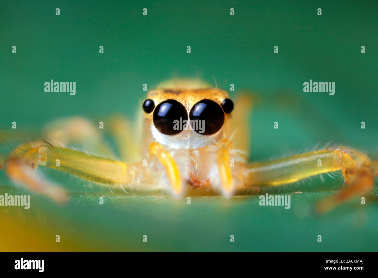 Jumping spider (family Salticidae). Photographed in Maliau Basin, Sabah ...