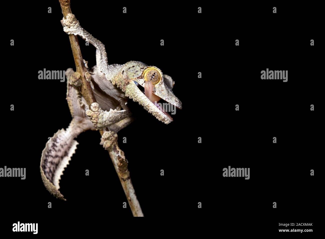 Leaf-tailed gecko (Uroplatus sikorae) hunting invertebrates at night ...