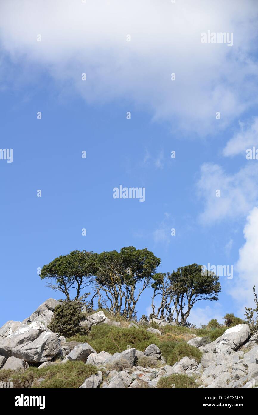 Group of trees on Crete Stock Photo - Alamy