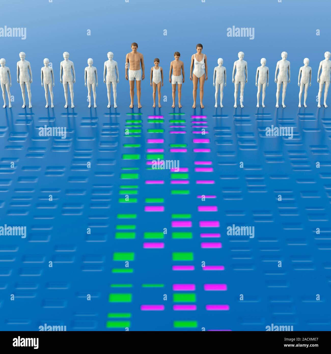 Computer image showing a simplified illustration of genetic ...