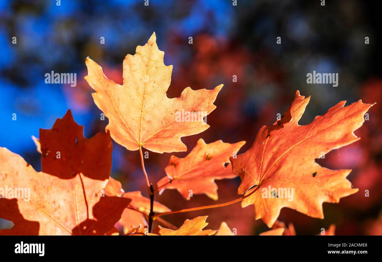 Vibrant Colored Fall leaves in Arizona in Oak Creek Canyon in Sedona ...