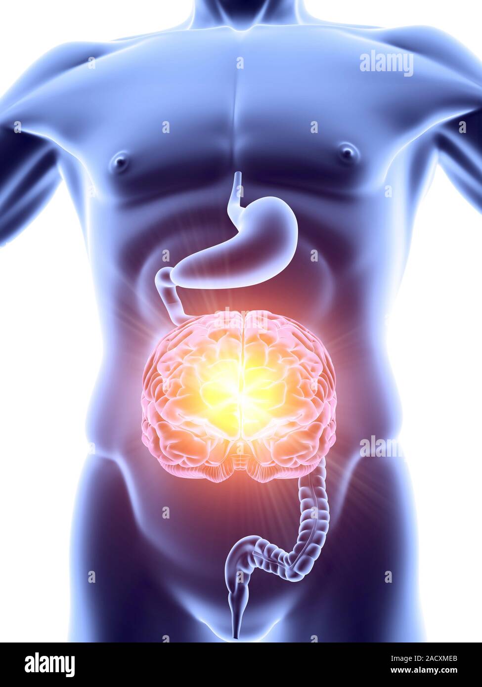 Computer artwork of stomach, brain and colon, depicting the enteric ...