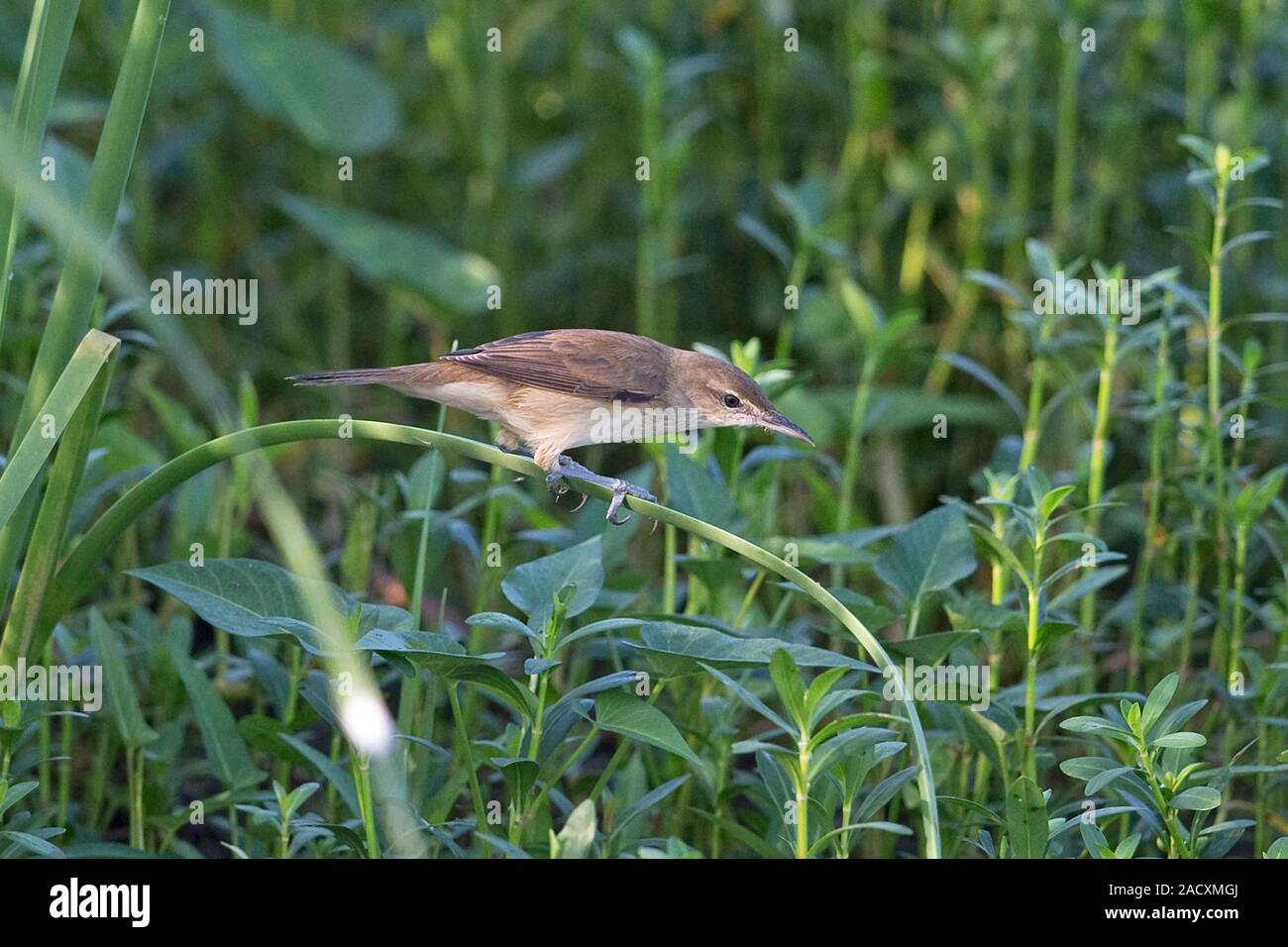 Clamorous Reed-warbler (Acrocephalus stentoreus Stock Photo - Alamy