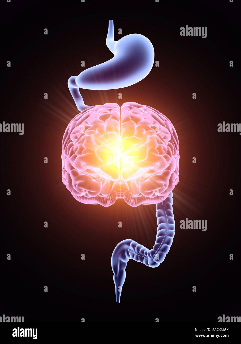 Computer artwork of stomach, brain and colon, depicting the enteric ...