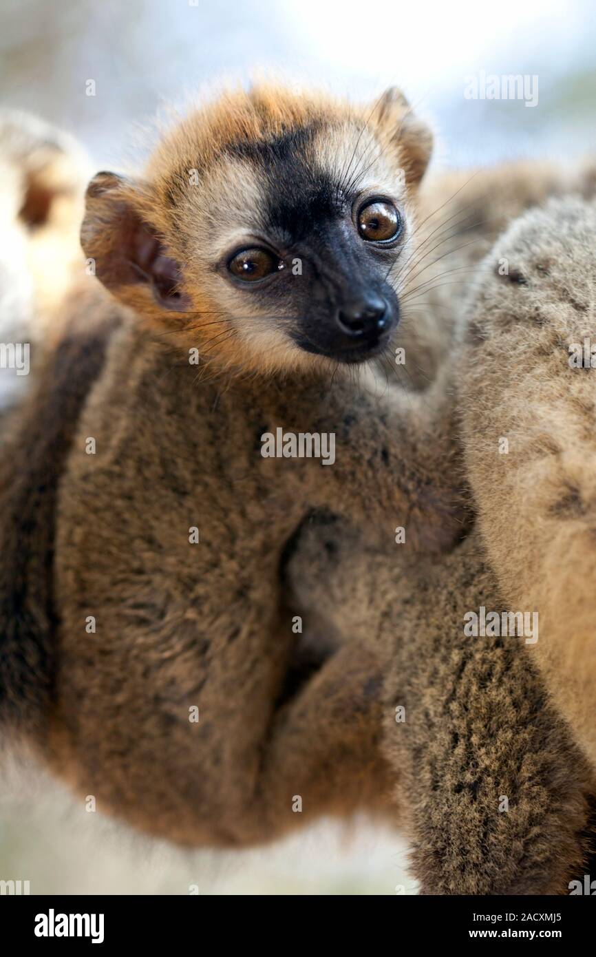 Infant red-fronted brown lemur (Lemur fulvus rufus} clinging to its ...