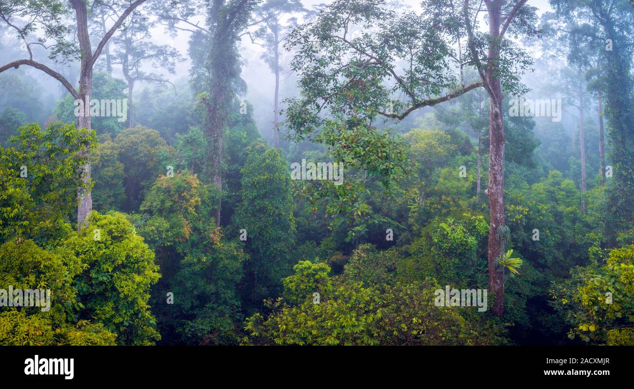 Tropical lowland rainforest. Photographed in Danum Valley, Sabah ...