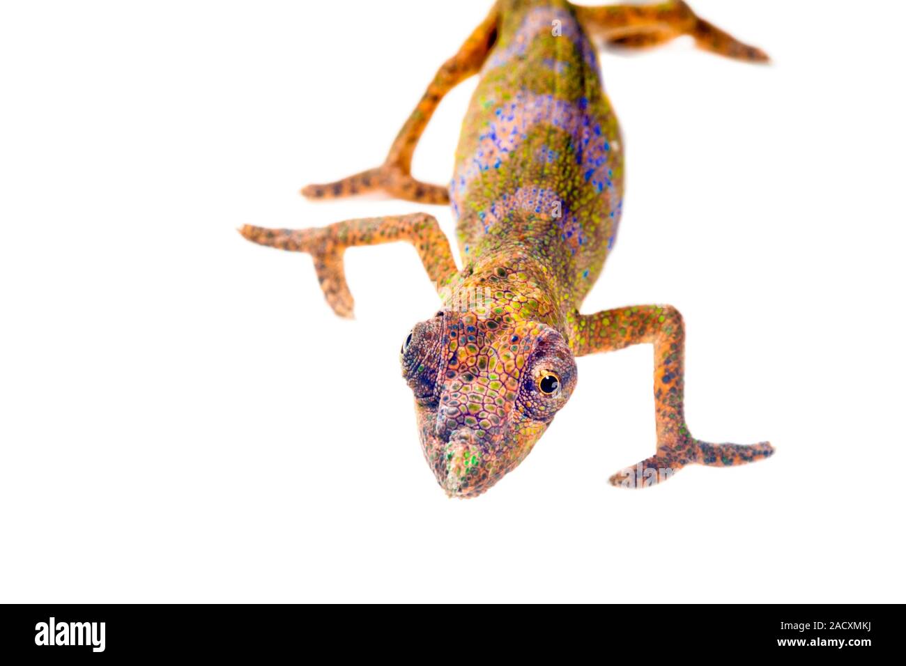 Nose-horned chameleon (Calumma nasutum). Specimen collected in Masoala ...
