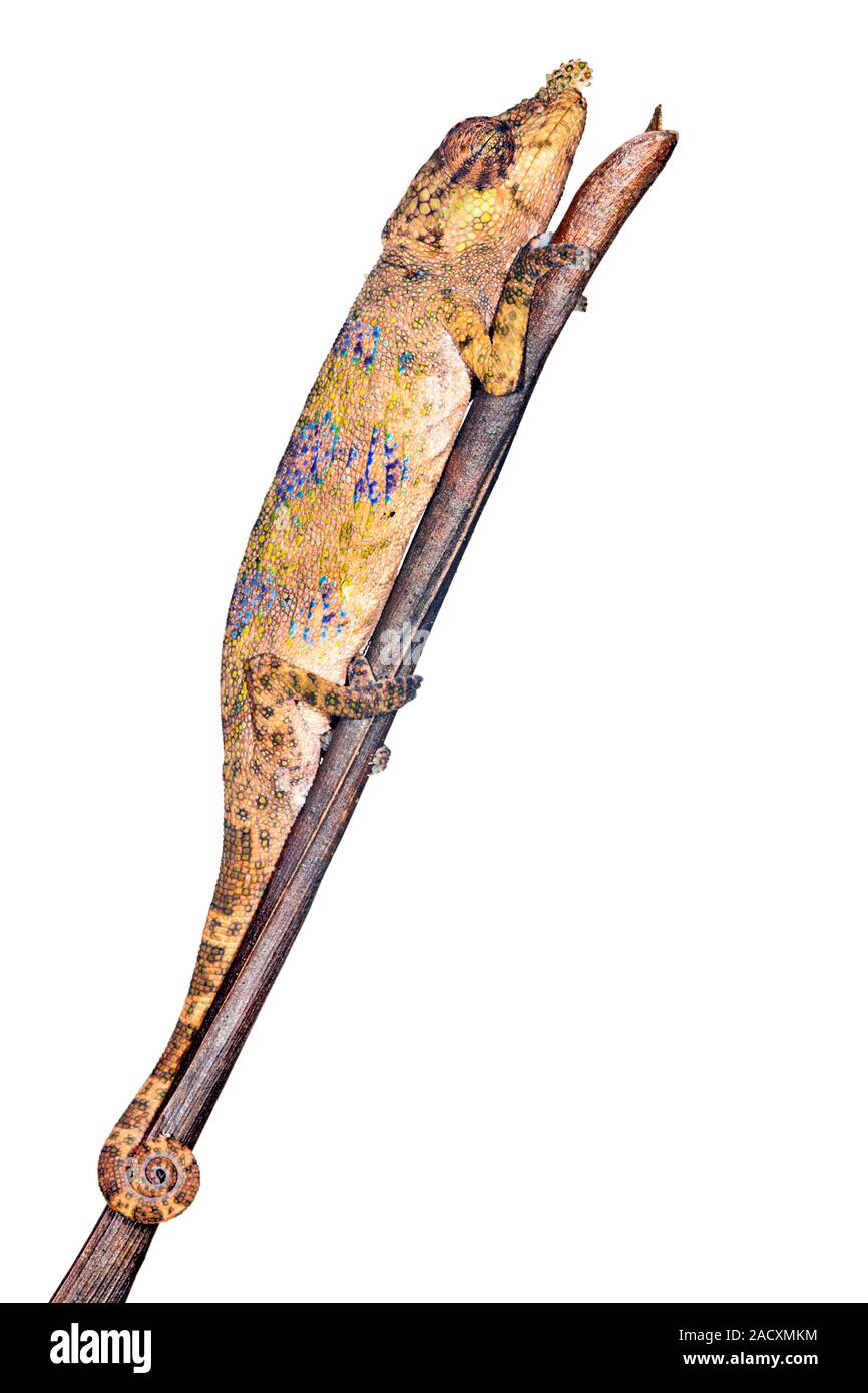 Nose-horned chameleon (Calumma nasutum). Specimen collected in Masoala ...