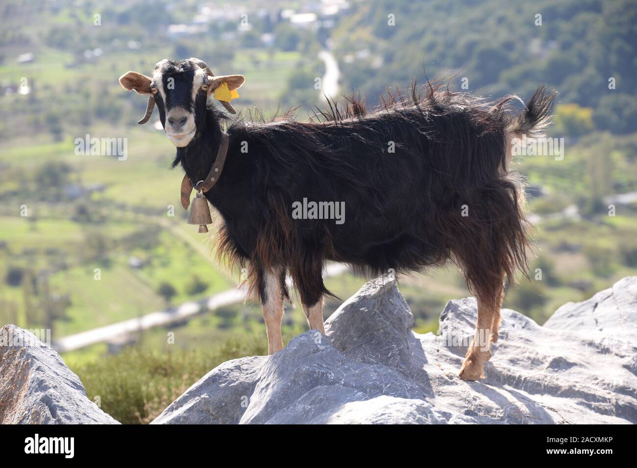 Greece Goat High Resolution Stock Photography and Images - Alamy