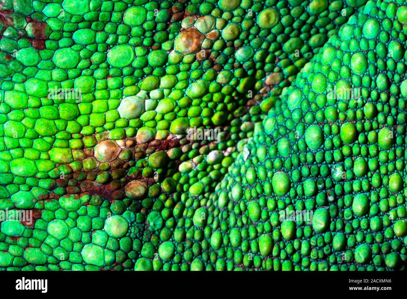 Panther Chameleon (Furcifer pardalis) skin. Chameleons are able to ...