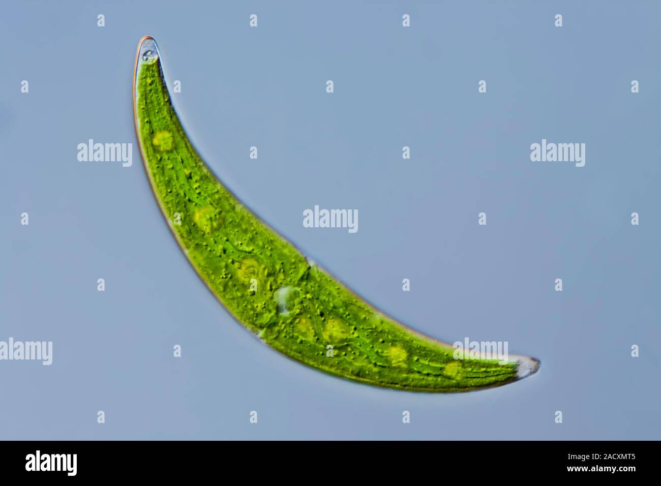 Light micrograph of Closterium sp. (Gr. klosterion, small spindle), a ...