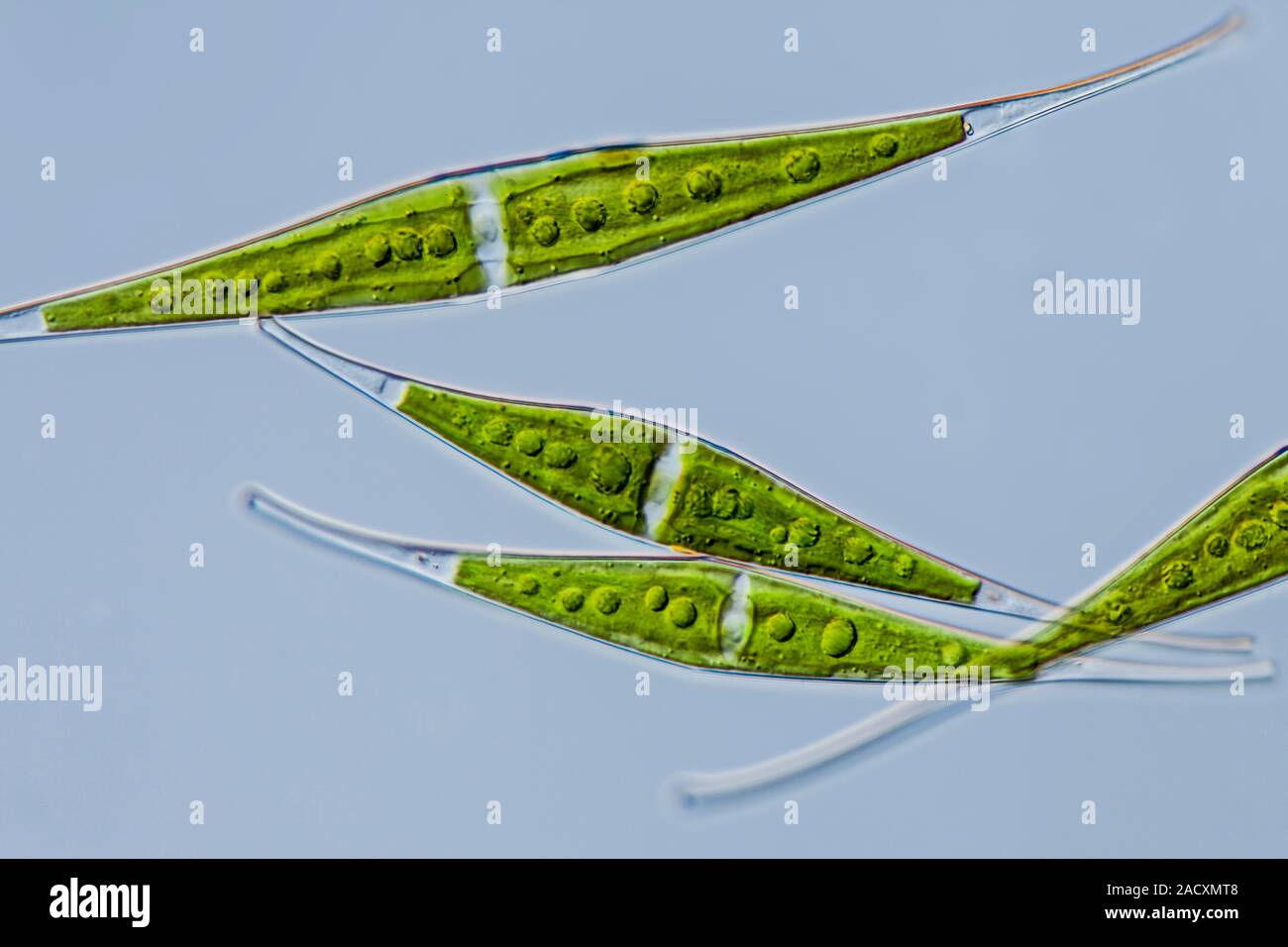 Light micrograph of Closterium sp. (Gr. klosterion, small spindle), a ...