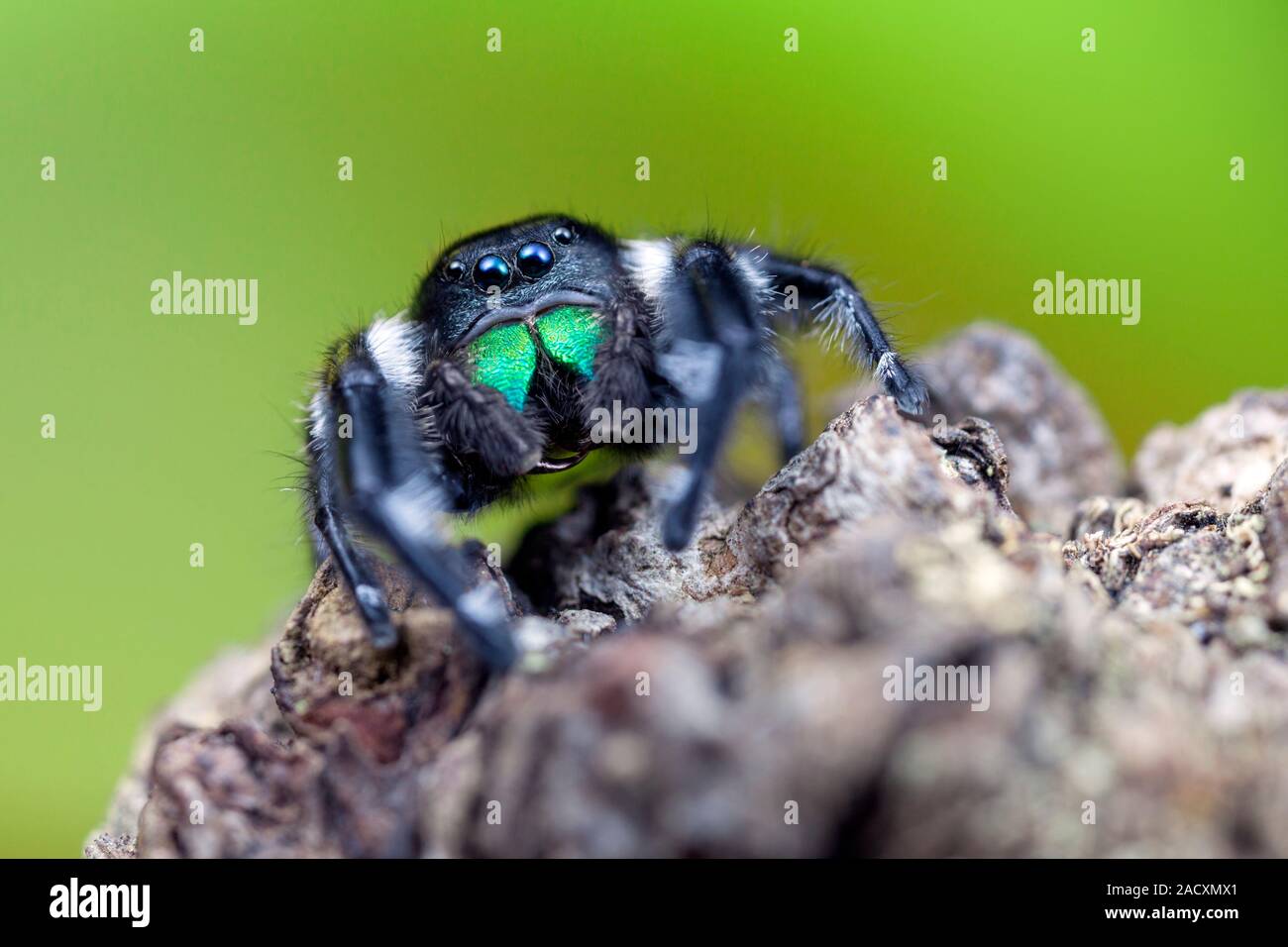 Male regal jumping spider (Phidippus regius Stock Photo - Alamy