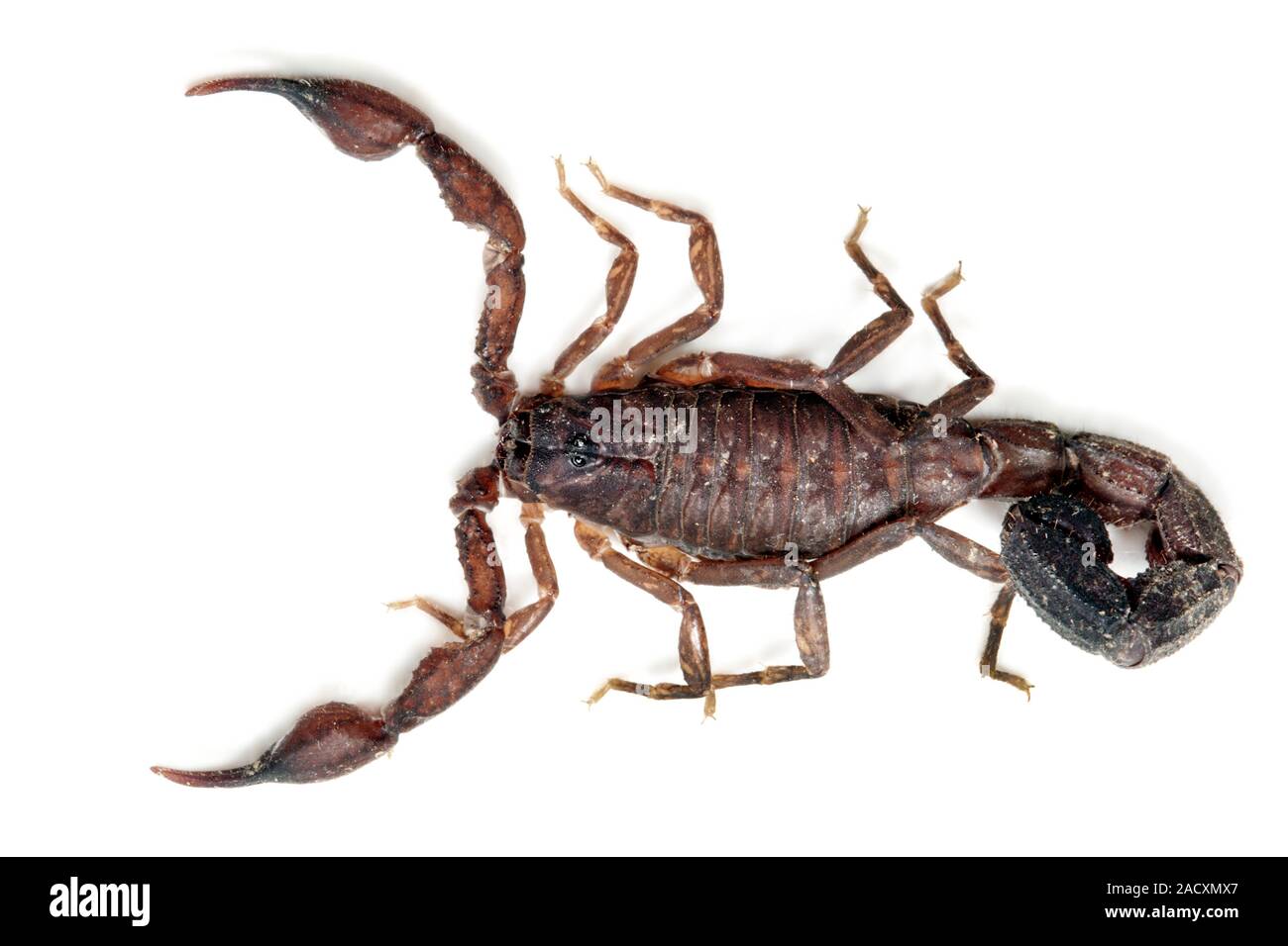 Scorpion. This specimen was collected in a tropical rainforest in ...