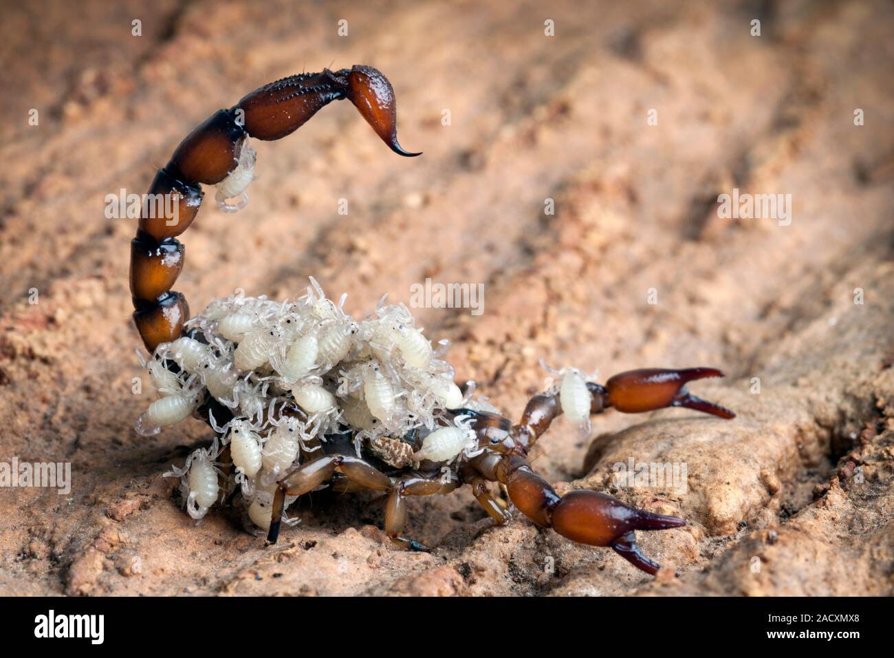 Scorpion (Bothriurus picunche) mother with babies on her back. This ...