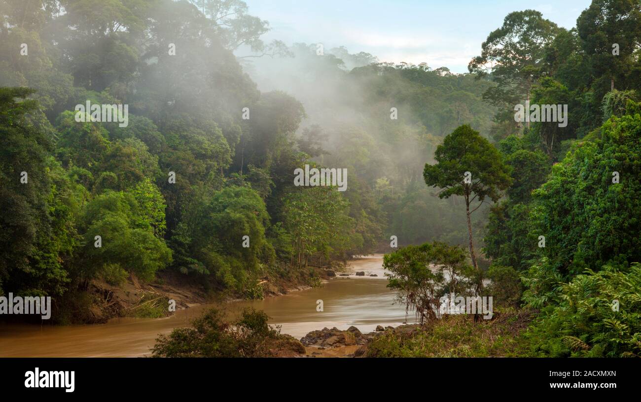 Segama River surrounded by dense rainforest. Photographed in Danum ...