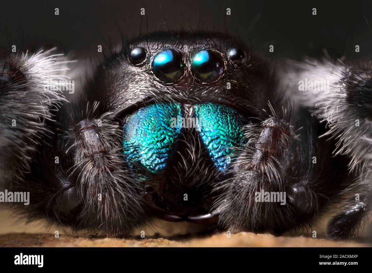 Male regal jumping spider (Phidippus regius). This spider has enlarged ...