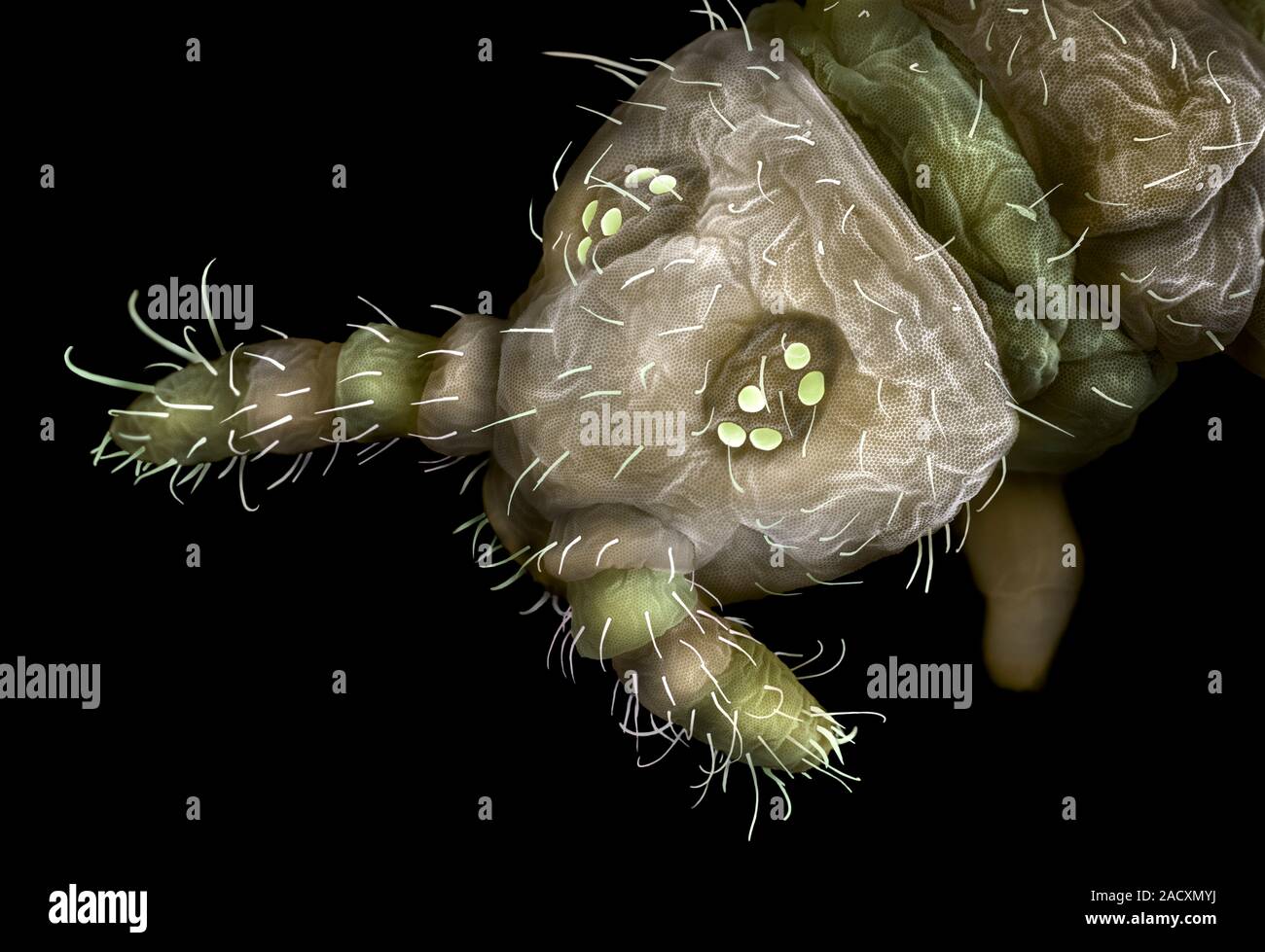Springtail (Neanura sp.) head, coloured scanning electron micrograph ...