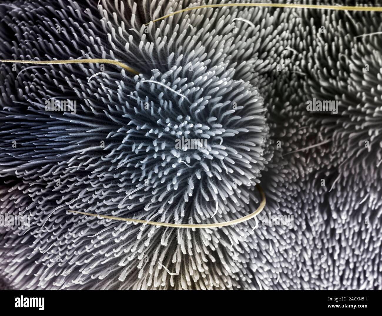 Tarantula foot pad, coloured scanning electron micrograph (SEM). Hairs ...