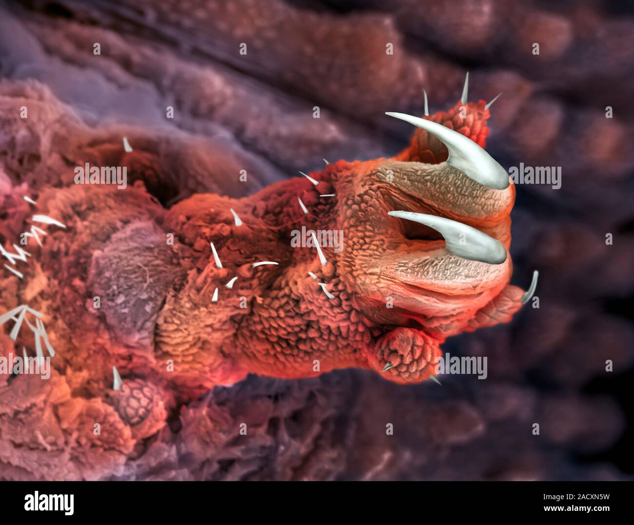Velvet worm (Peripatus novaezealandiae) foot, coloured scanning ...