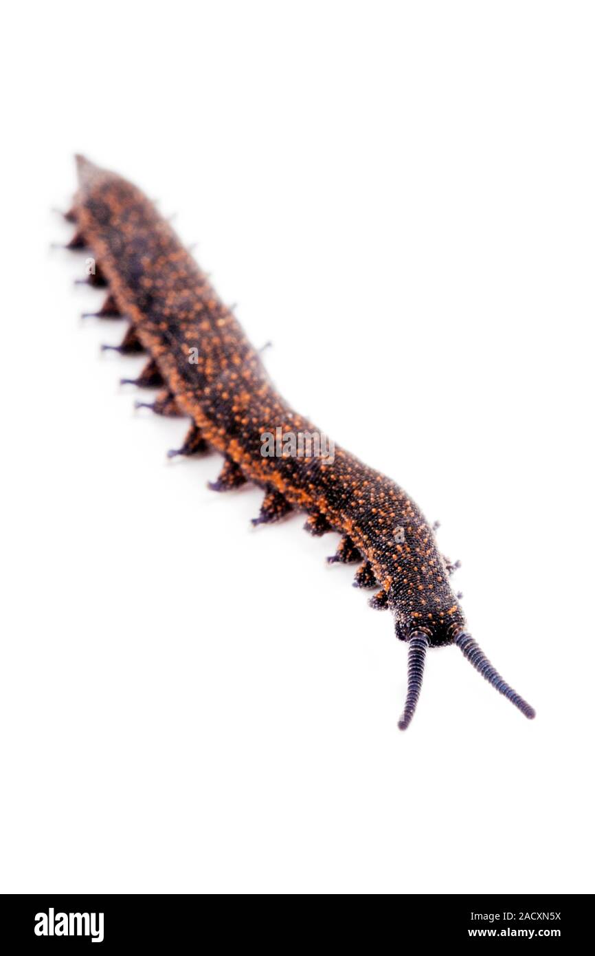 Velvet worm (Peripatus novaezealandiae). Velvet worms are 'living ...
