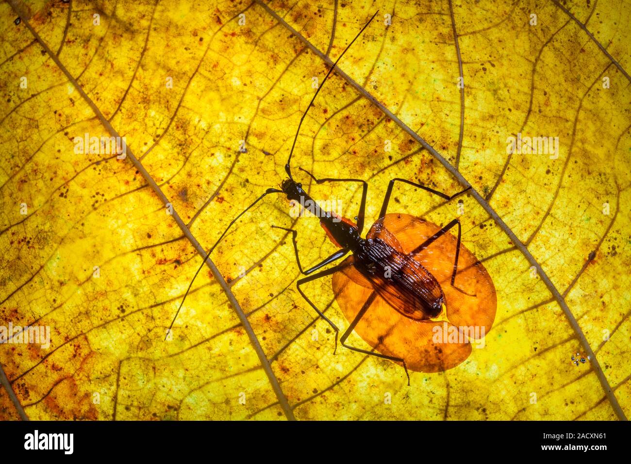 Violin beetle (Mormolyce sp.). Photographed in Maliau Basin, Sabah ...