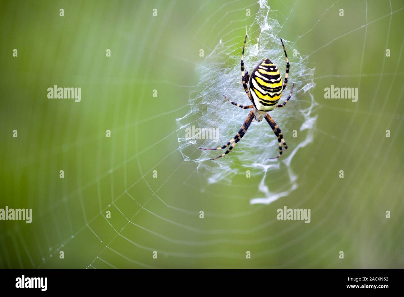Female wasp spider (Argiope bruennichi) on her web. Photographed in ...