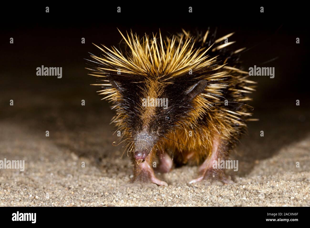 Lowland streaked tenrec {Hemicentetes semispinosus} at night. This is a ...