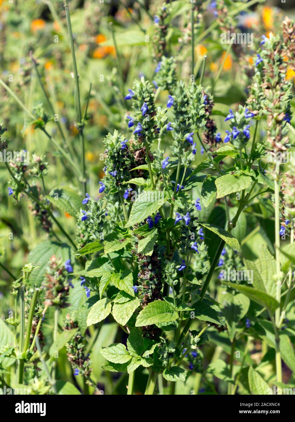 Chia plant (Salvia hispanica) beginning to flower. Photographed in ...
