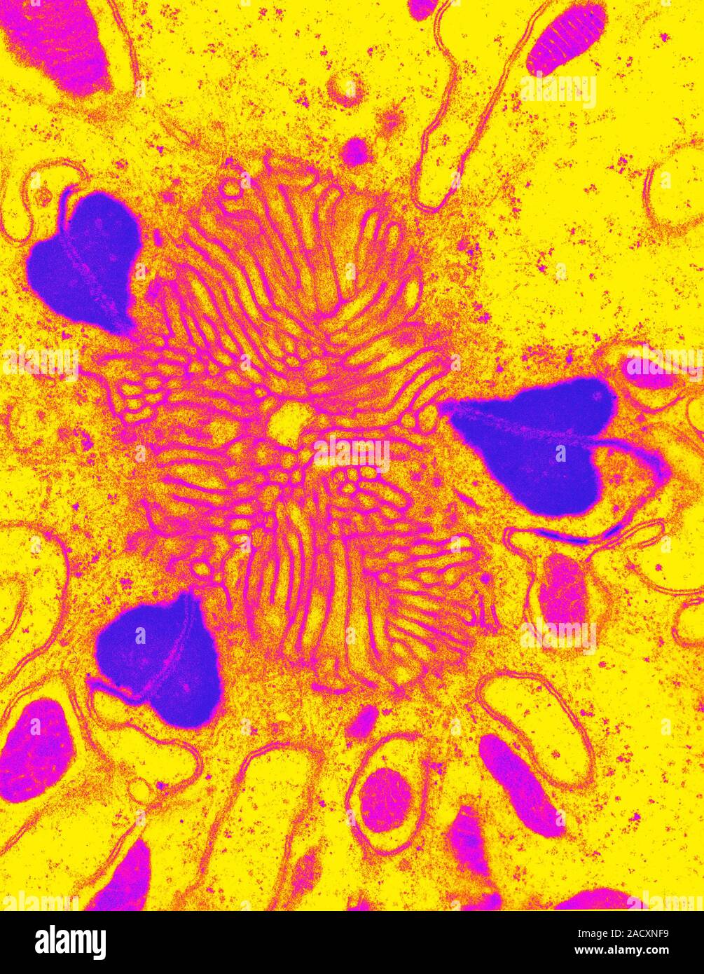 Ostracod structure. Coloured transmission electron micrograph (TEM) of ...
